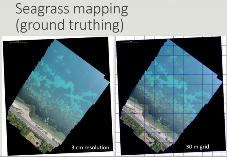 Blue Carbon and Seagrass Mapping – Early Career Ecology Section