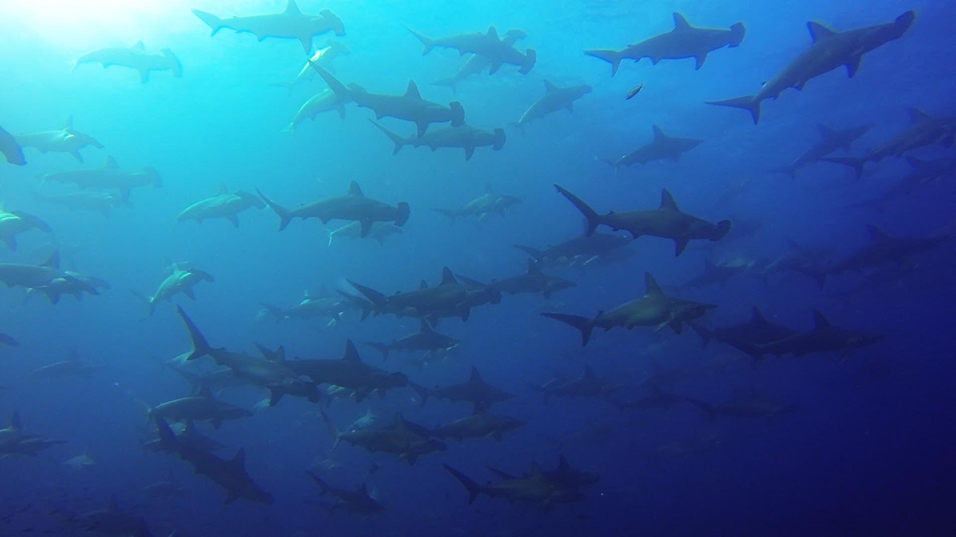 Marine Protected Reserves Do More Than Restore Fish – Ecological ...