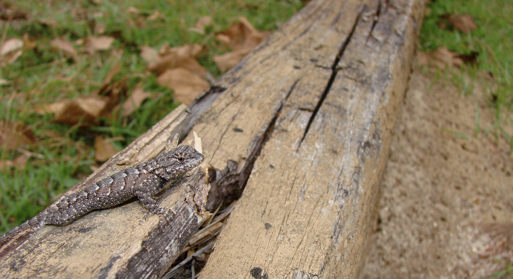 How fence lizards got their shimmy – Ecotone | News and Views on ...