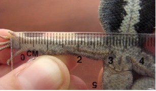 How fence lizards got their shimmy – Ecotone | News and Views on ...