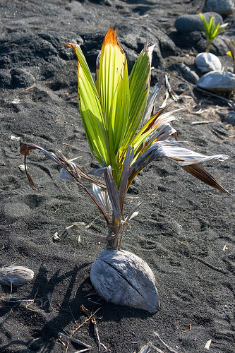 Large seeds take the advantage in stressful conditions – Ecotone | News ...