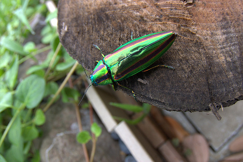 Iridescent beetles, jet-propelled nautiluses and “walking cactus ...