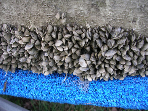 Outlaw mussels invade the West – Ecotone | News and Views on Ecological ...