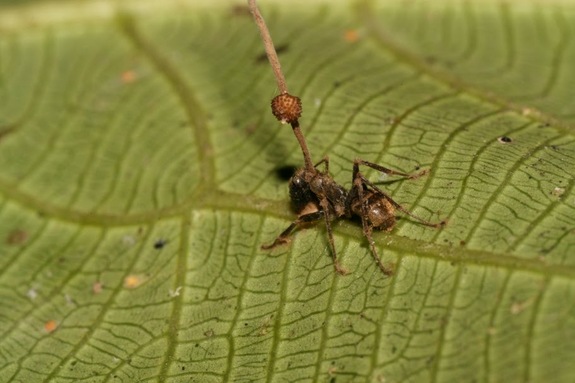 Fungus makes zombie ants administer ‘death bite’ at noon – Ecotone ...
