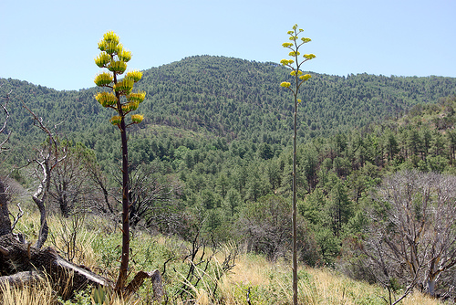 Pollination from the plant’s perspective – Ecotone | News and Views on ...