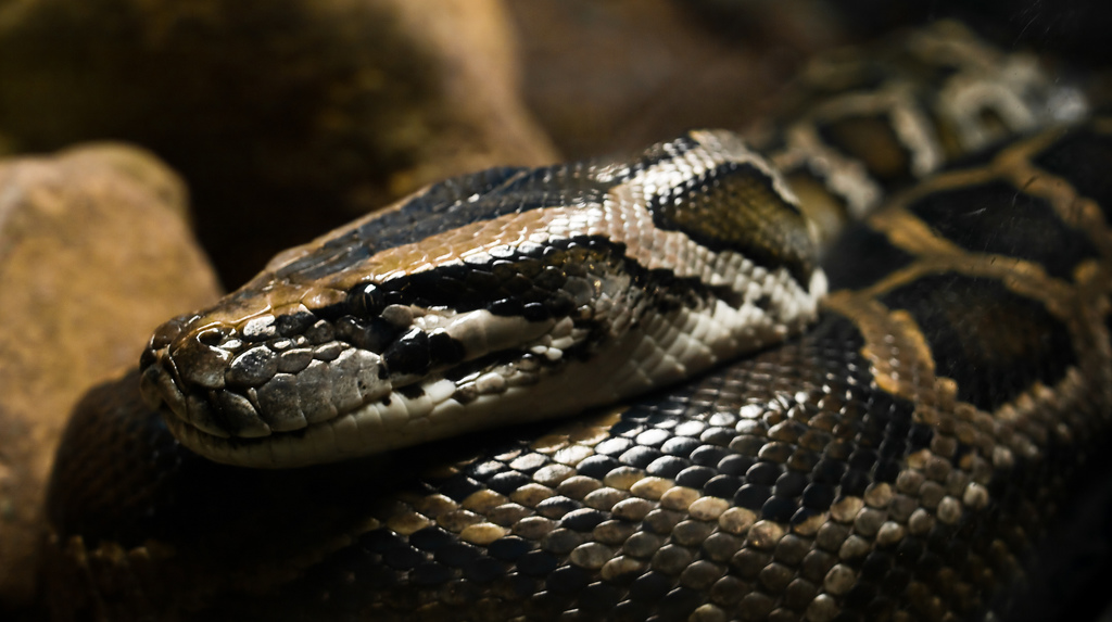 Wintering pythons? Unlikely, but not impossible – Ecotone | News and ...