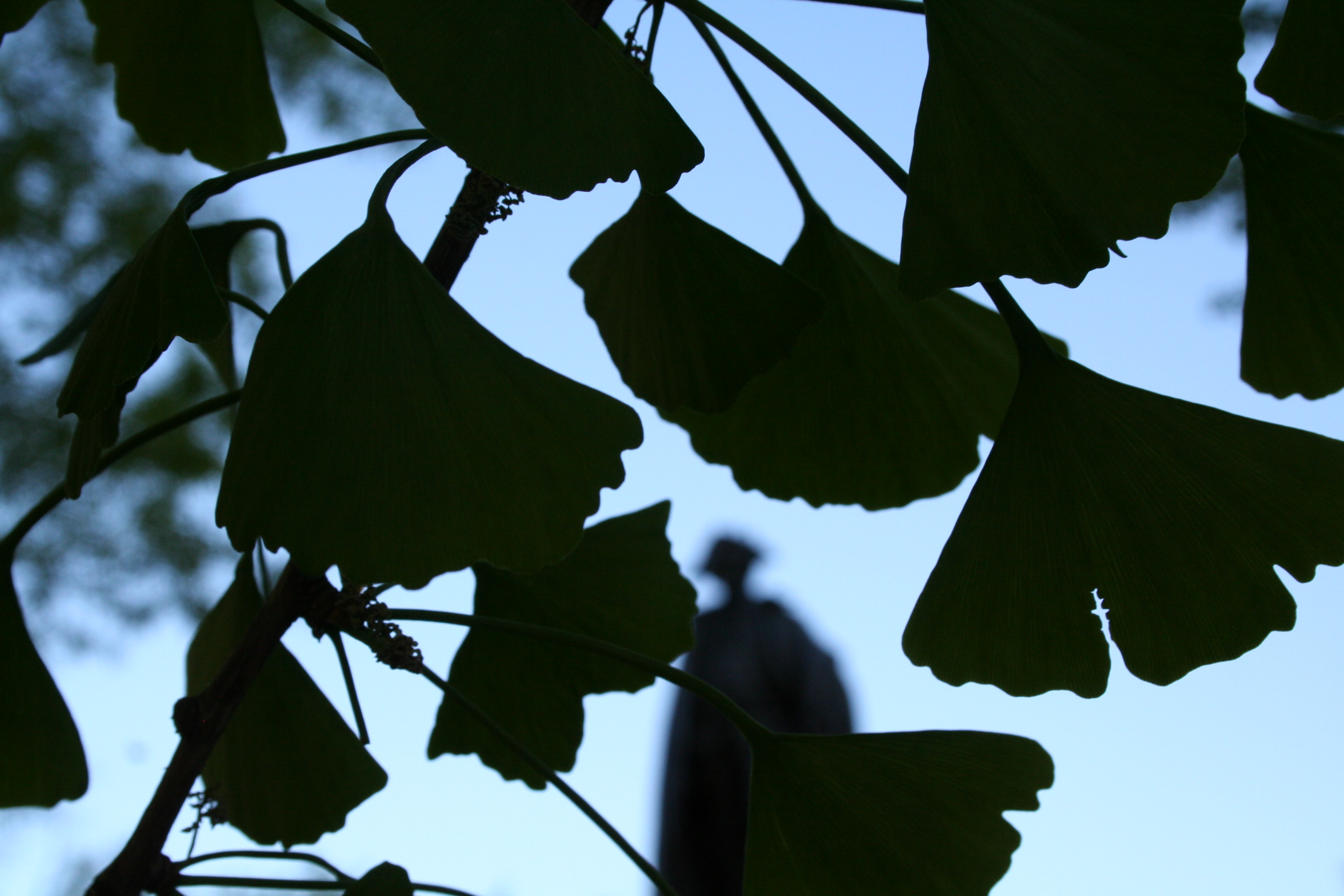 No love for the lady ginkgos – Ecotone | News and Views on Ecological ...