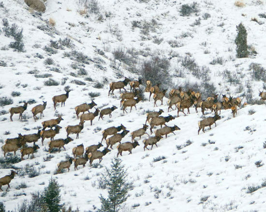 Declining fortunes of Yellowstone’s migratory elk – Ecotone | News and ...
