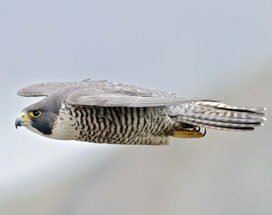 Volunteer ‘eyes on the skies’ track peregrine falcon recovery in ...