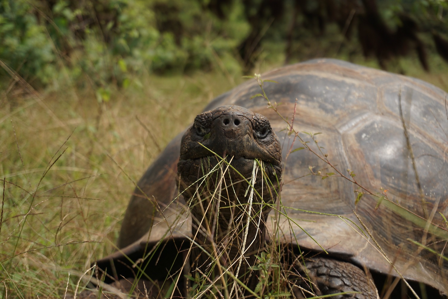 Giant Tortoises Migrate Unpredictably in the Face of Climate Change ...