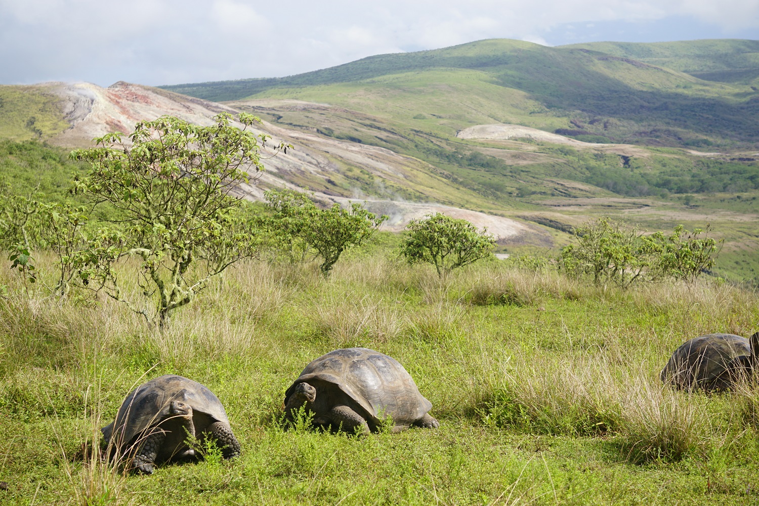 Giant Tortoise Giant Tortoise