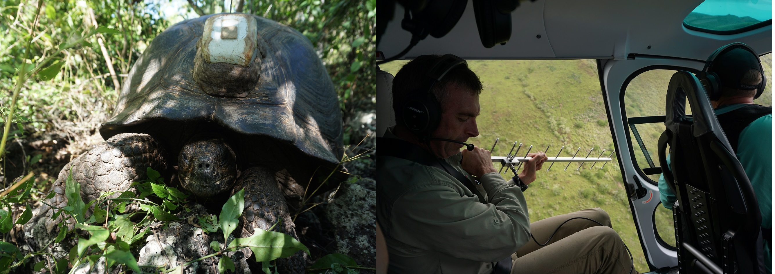 Giant Tortoises Migrate Unpredictably in the Face of Climate Change ...