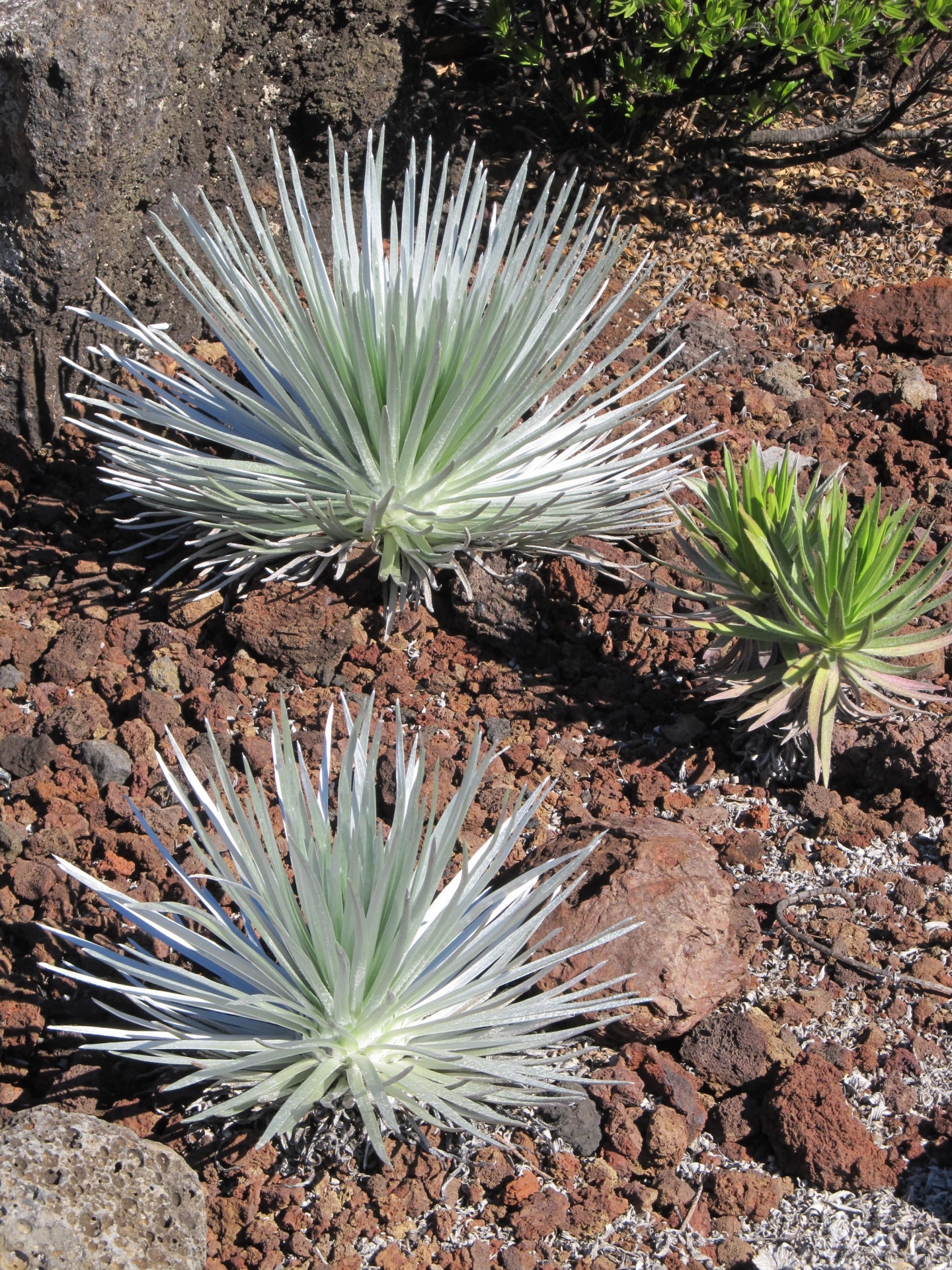 Silverswords may be gone with the wind – shifts in trade winds, that is ...