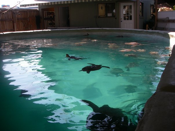 800 treated turtles to be released in Florida today and tomorrow ...