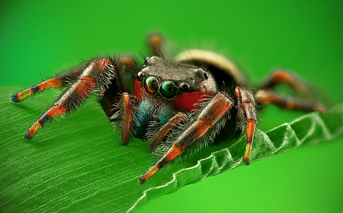 Female jumping spiders fight to the death – Ecotone | News and Views on ...