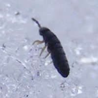 Snow fleas: helpful winter critters – Ecotone | News and Views on ...