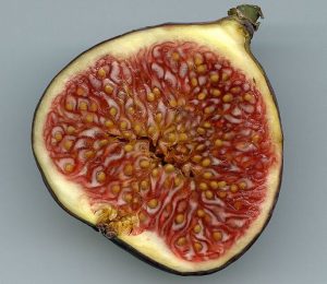 The story of the fig and its wasp – Ecotone | News and Views on ...