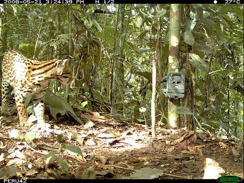 Floods and foods, dogs protecting cats and microbial munchers – Ecotone ...