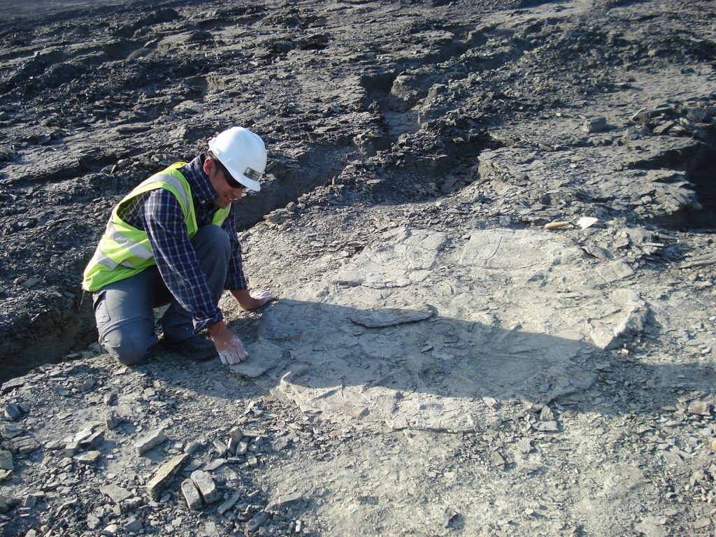 Giant turtles all the way down – Ecotone | News and Views on Ecological ...