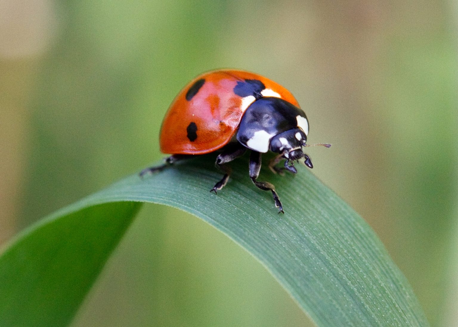 Citizen scientists’ data can be just as good as the professionals ...