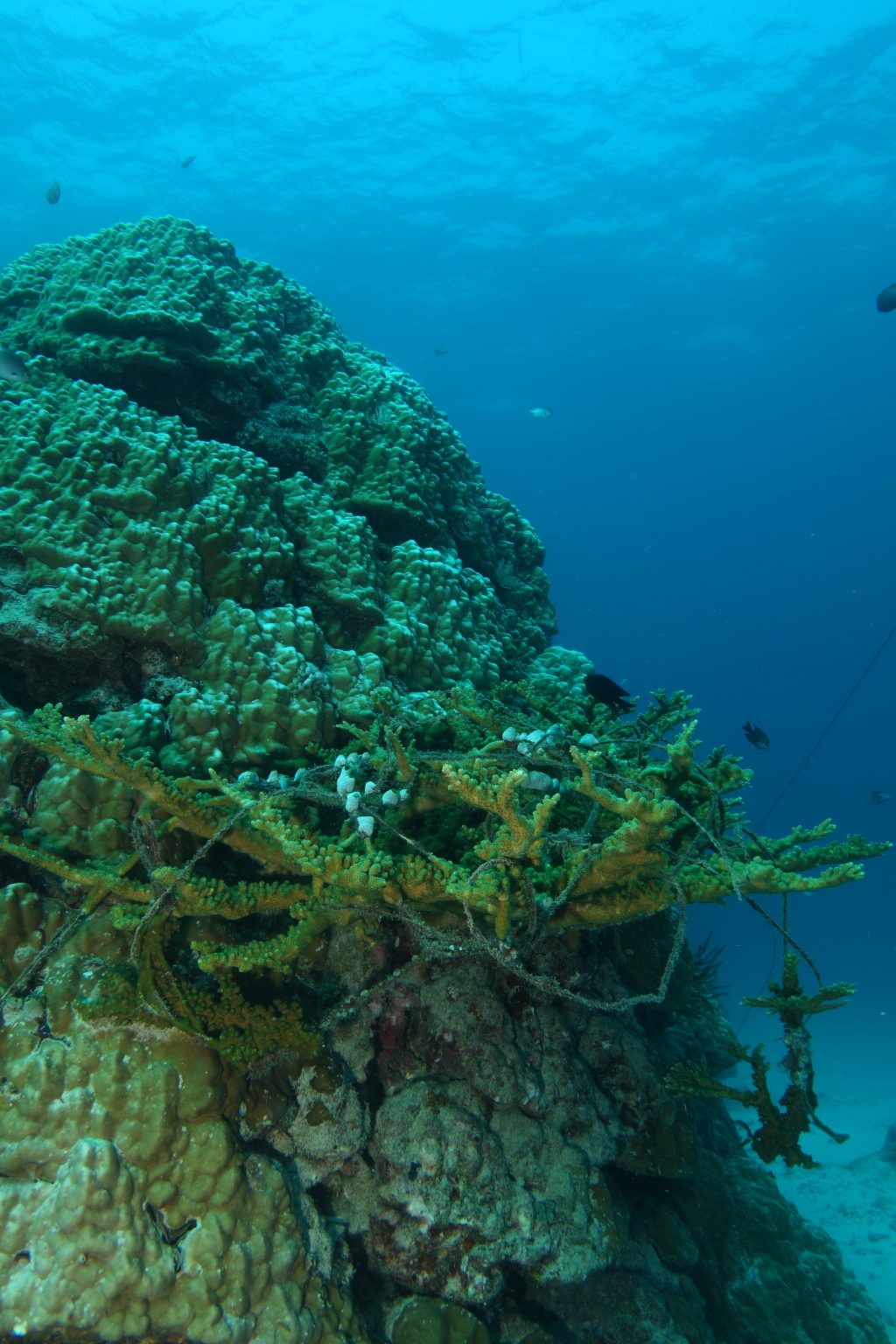 Ground truths about poaching in Marine Protected Areas – Ecotone | News ...