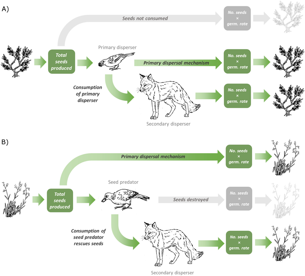 Tree-climbing goats disperse seeds by spitting – Ecotone | News and ...