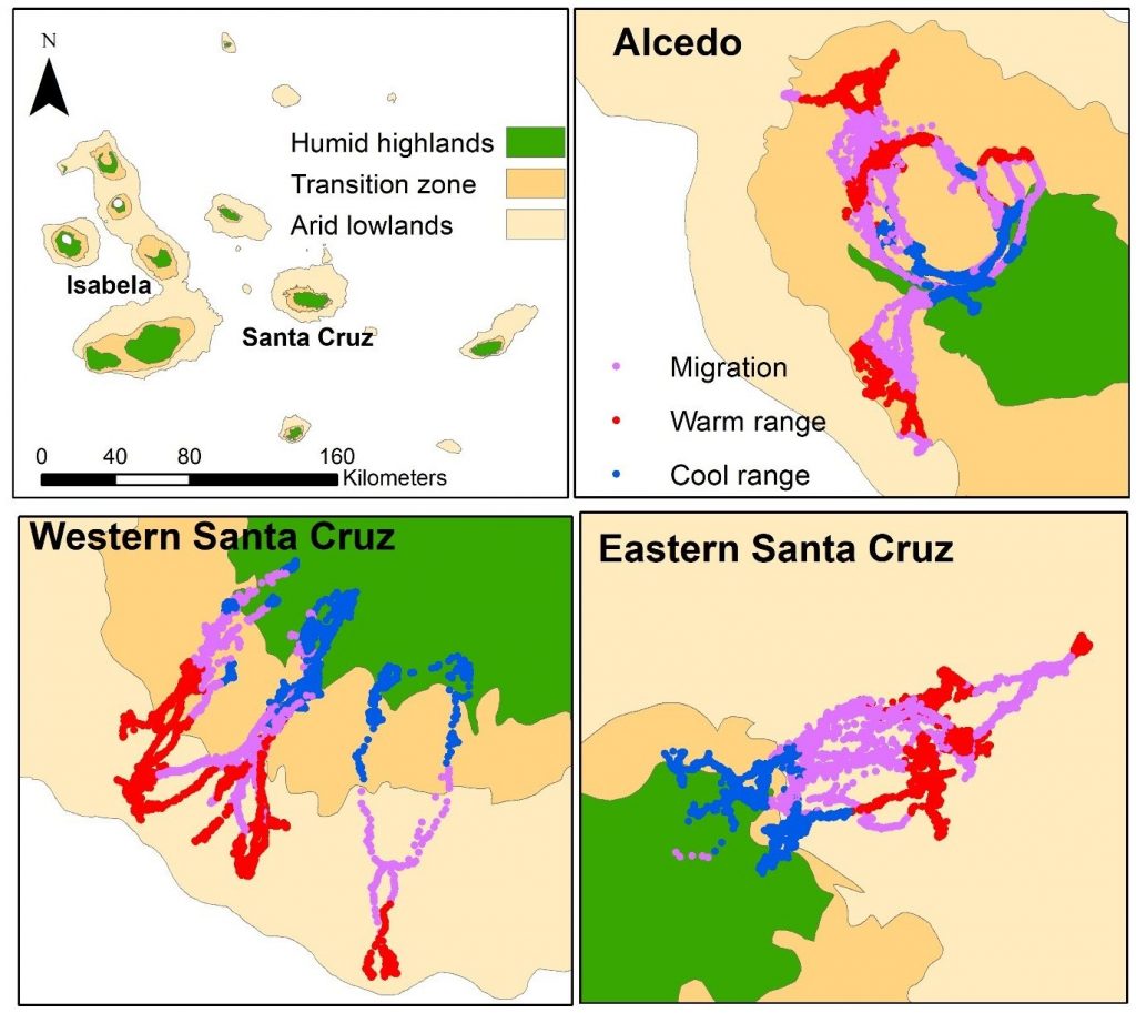 Giant Tortoises Migrate Unpredictably in the Face of Climate Change ...