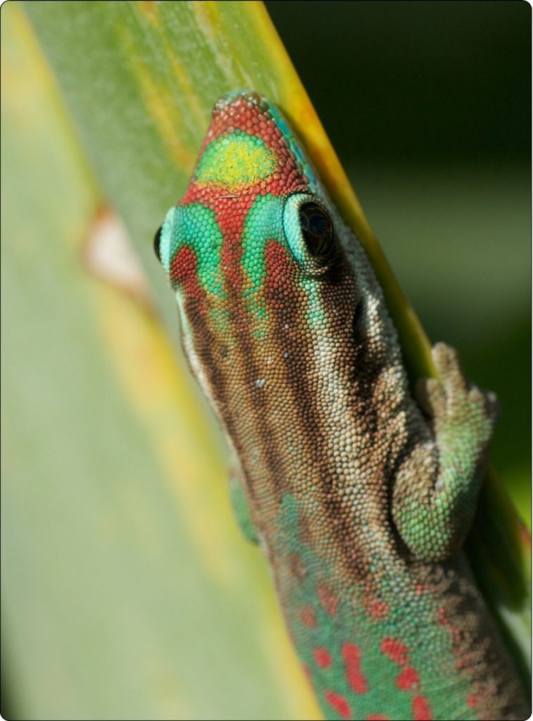 Photo spotlight: pollinator gecko – Ecotone | News and Views on ...
