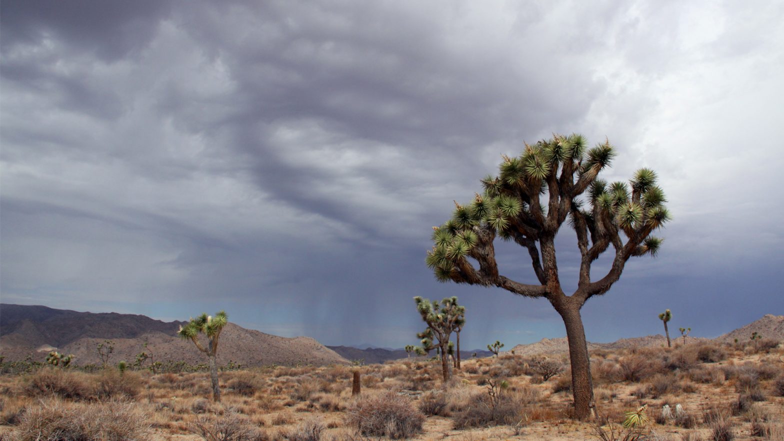 Call for Virtual Field Trip Proposals – Vital Connections In Ecology ...