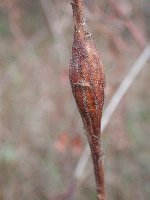 Testing Hypotheses about Herbivore Responses to Plant Vigor and ...