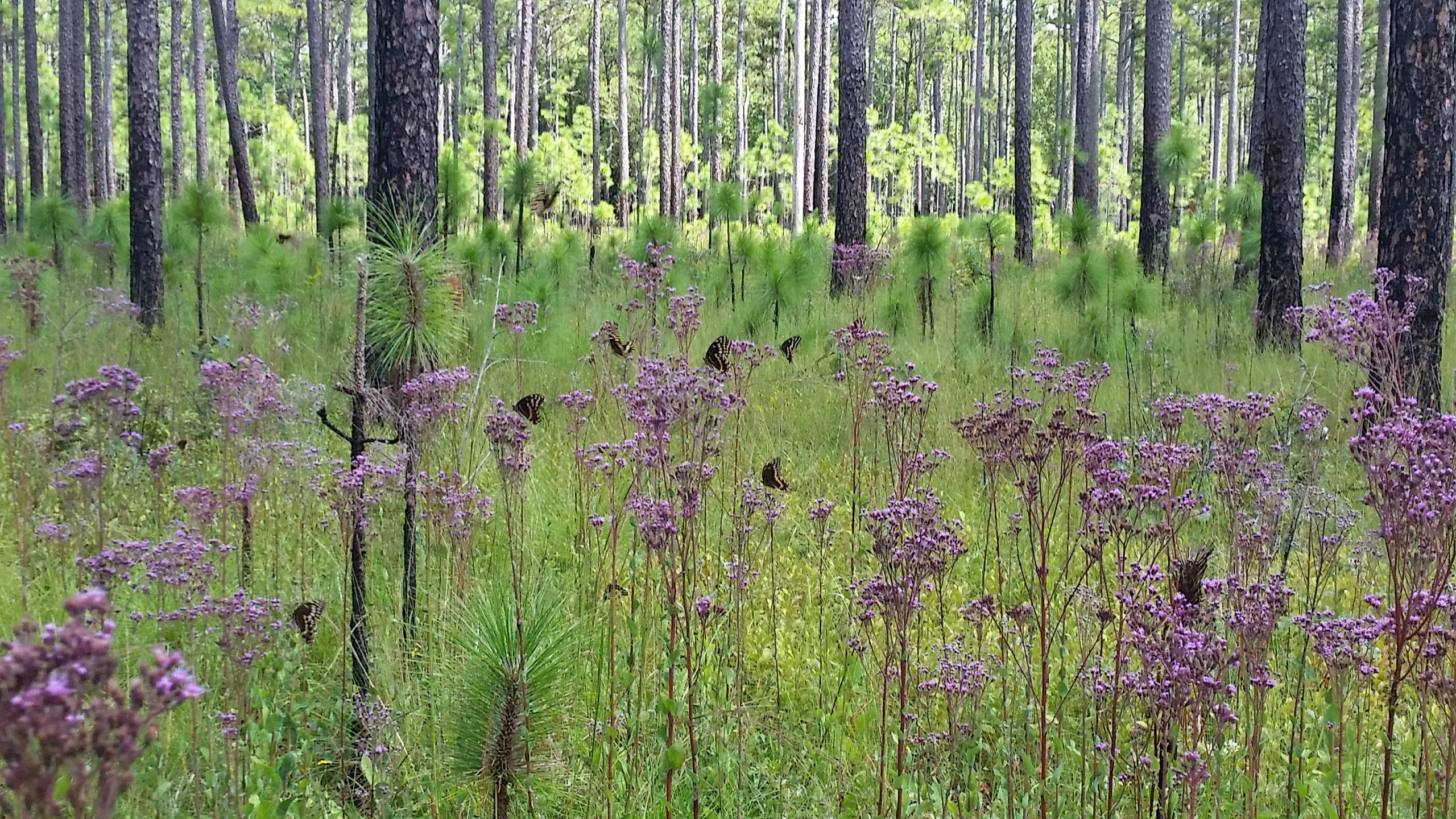 Photo of the Month – Vegetation Section