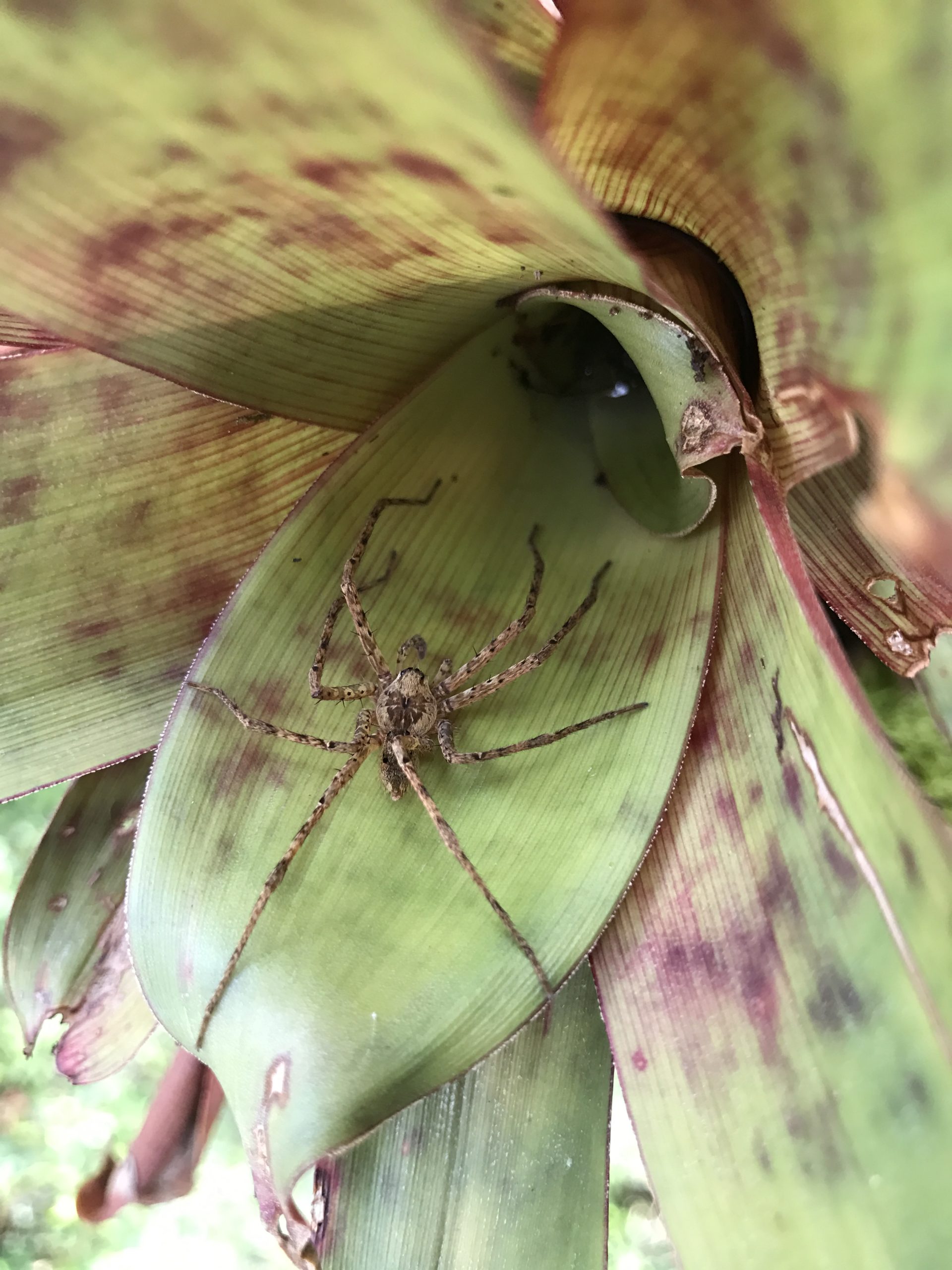 Photo of the Month – Vegetation Section