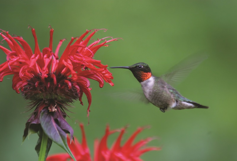 Lizards, mice, bats and other vertebrates are important pollinators too ...
