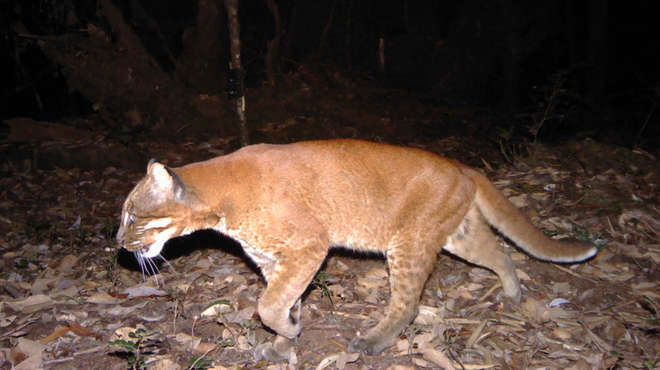 Six different ‘colour morphs’ of the Asiatic golden cat discovered in ...