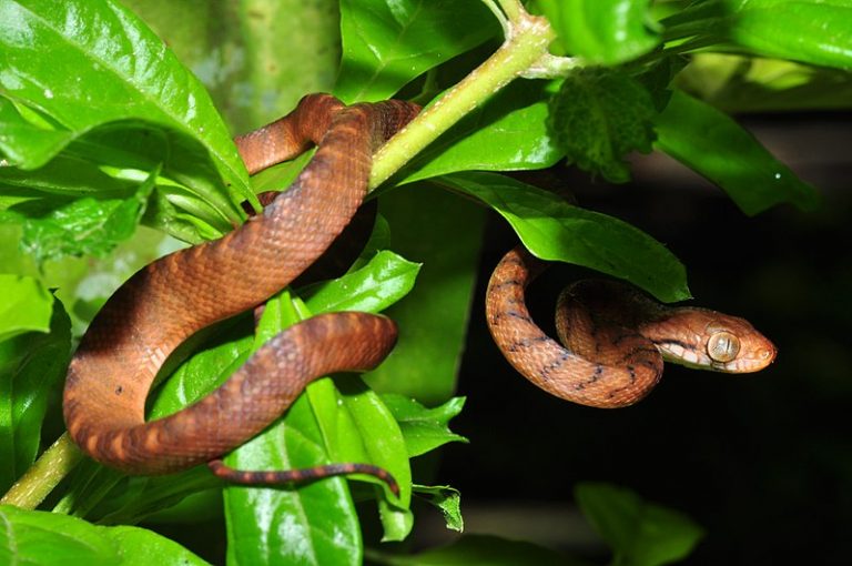 New Study Provides Insights for Detecting the Invasive Brown Treesnake ...