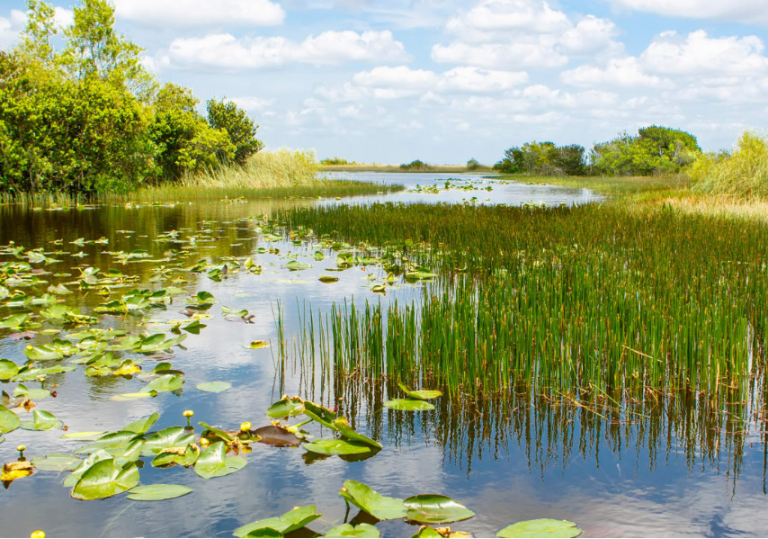 The Everglades remember – Ecological Society of America