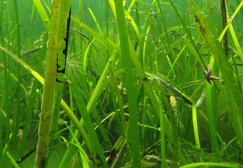 Method developed to protect threatened eelgrass meadows – Ecological ...