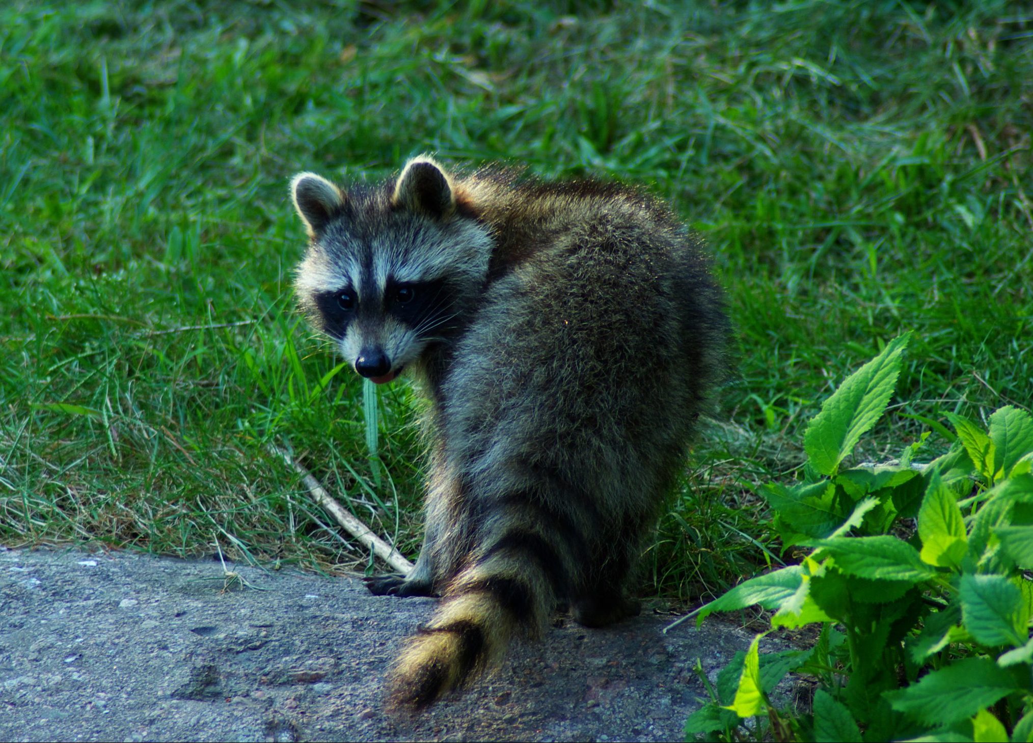 Invasive species with charisma have it easier – Ecological Society of ...