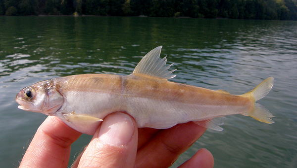 Deepwater charr, presumed extinct, reappears in Lake Constance ...