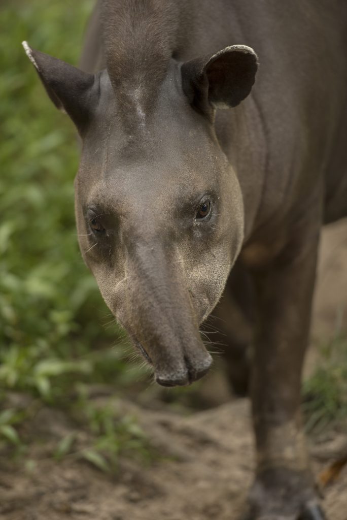 LED flashlights allow more night hunting in the tropics – Ecological ...