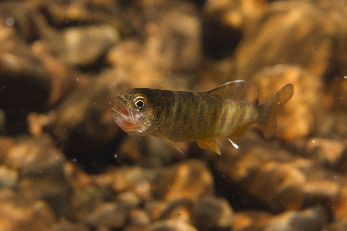 Abundance of salmon key to feeding ‘underdog’ stream fishes: SFU ...