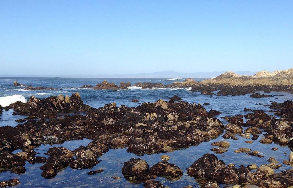 New research unveils environment drivers of ecological complexity in ...