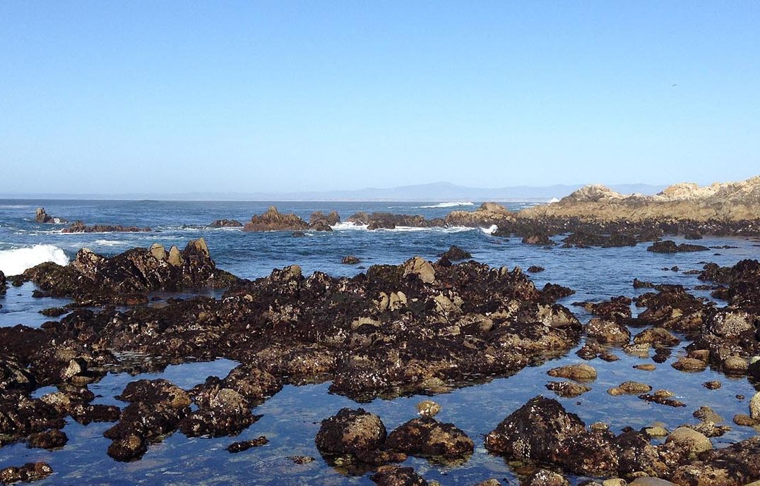 New research unveils environment drivers of ecological complexity in ...