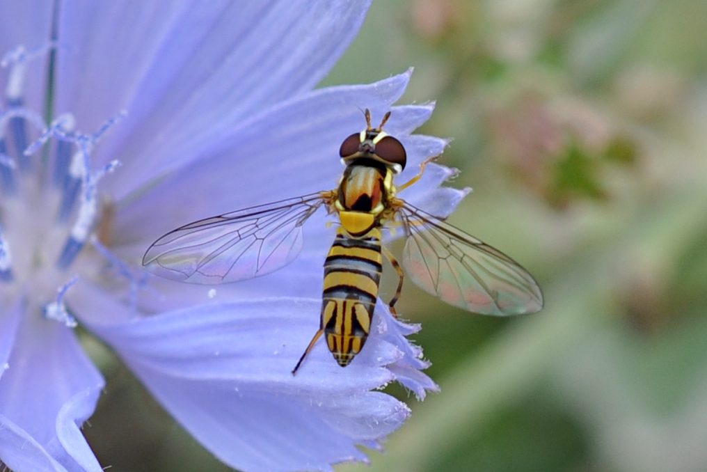 High-flying hover flies: entomologists report for the first time that ...