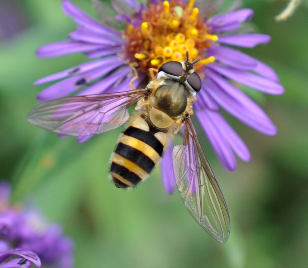 High-flying hover flies: entomologists report for the first time that ...